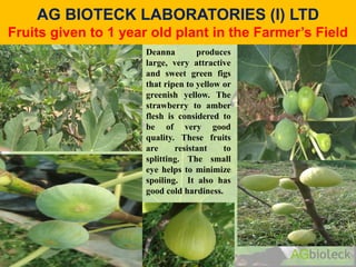 Fig (Ficus carica) Tissue culture Plants from AG Bioteck | PDF