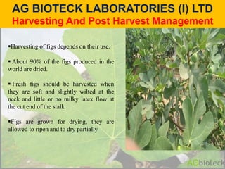 Fig (Ficus carica) Tissue culture Plants from AG Bioteck | PDF