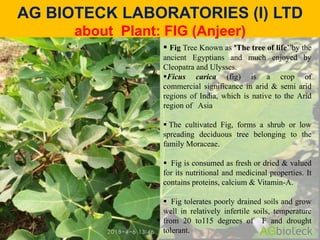 Fig (Ficus carica) Tissue culture Plants from AG Bioteck | PDF