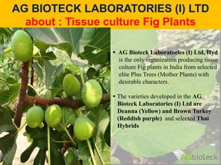 Fig (Ficus carica) Tissue culture Plants from AG Bioteck | PDF