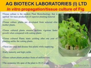Fig (Ficus carica) Tissue culture Plants from AG Bioteck | PDF