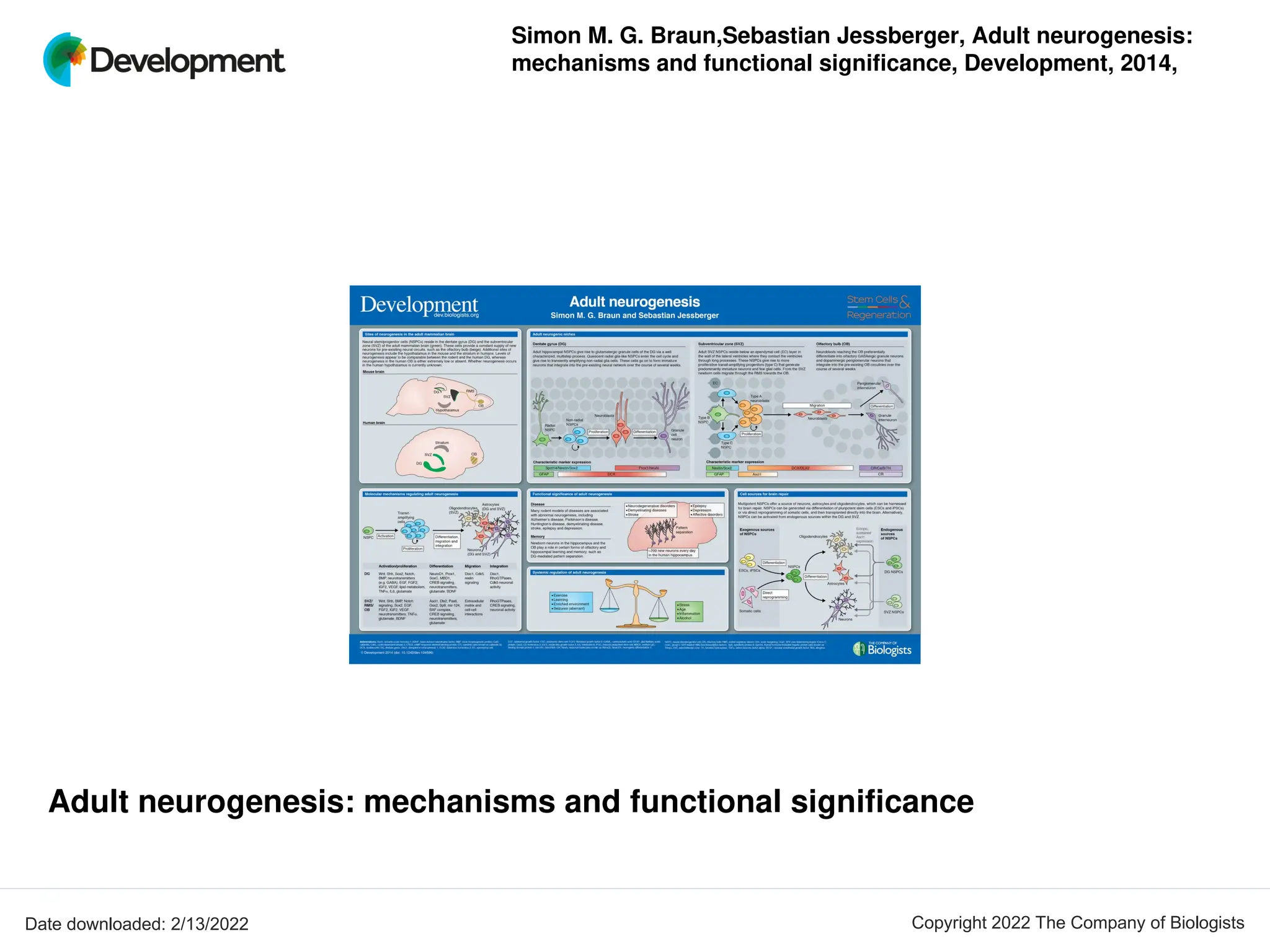 ADULT NEUROGENESIS MECHANISMS ........... | PPT