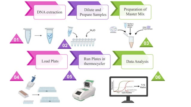the qpcr investigation and of the workflow | PPT