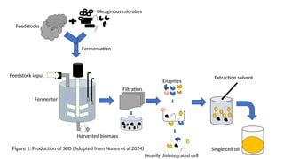 oils from microbes( yeast, fungi, bacteria and algae) | PPTX