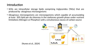 oils from microbes( yeast, fungi, bacteria and algae) | PPTX
