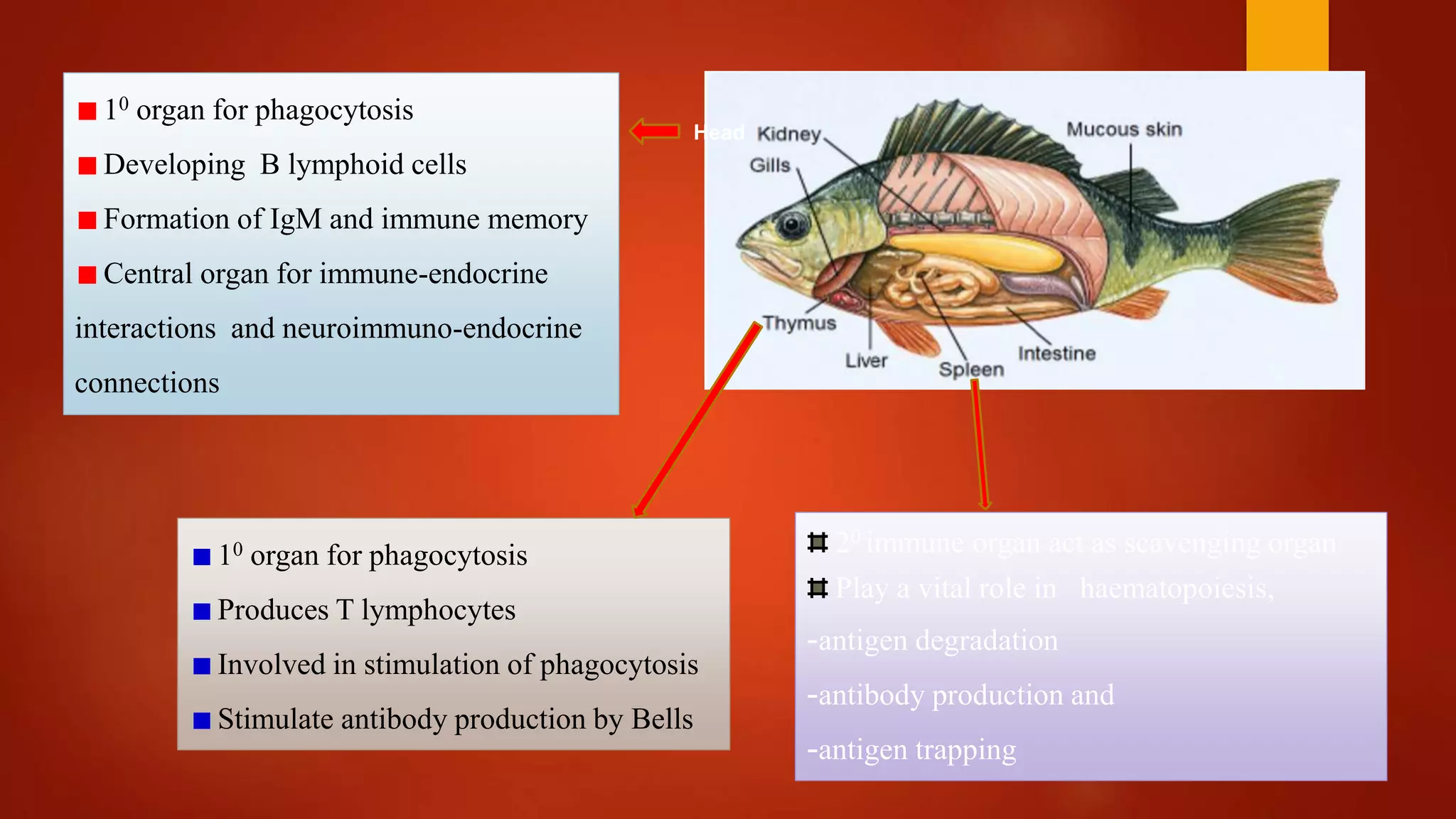 Fih immunology intro | PPTX