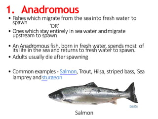 Fish Migration | PPTX