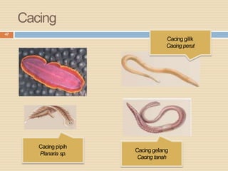 Fiks PPT Klasifikasi MH Kelas 7.pptx