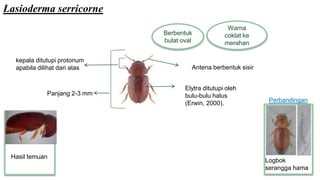 FIKSSS -ppt barantan yolita (3).pptx | Free Download