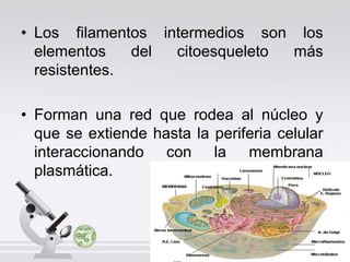 Filamentos intermedios | PPTX