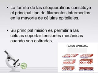 Filamentos intermedios | PPTX