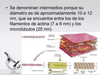 Filamentos intermedios | PPTX