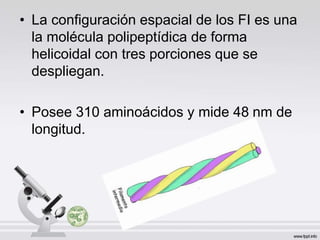 Filamentos intermedios | PPTX