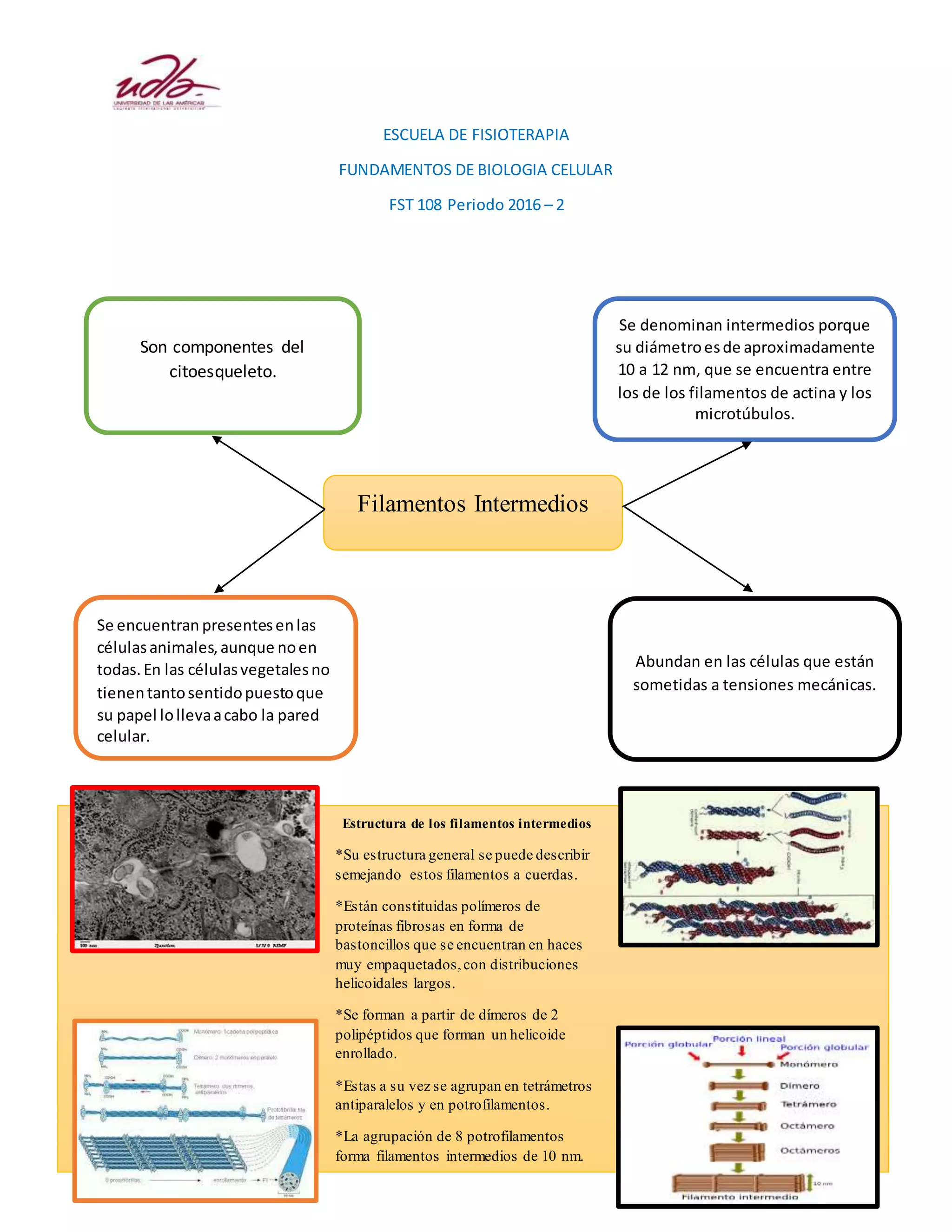 Filamentos intermedios | PDF