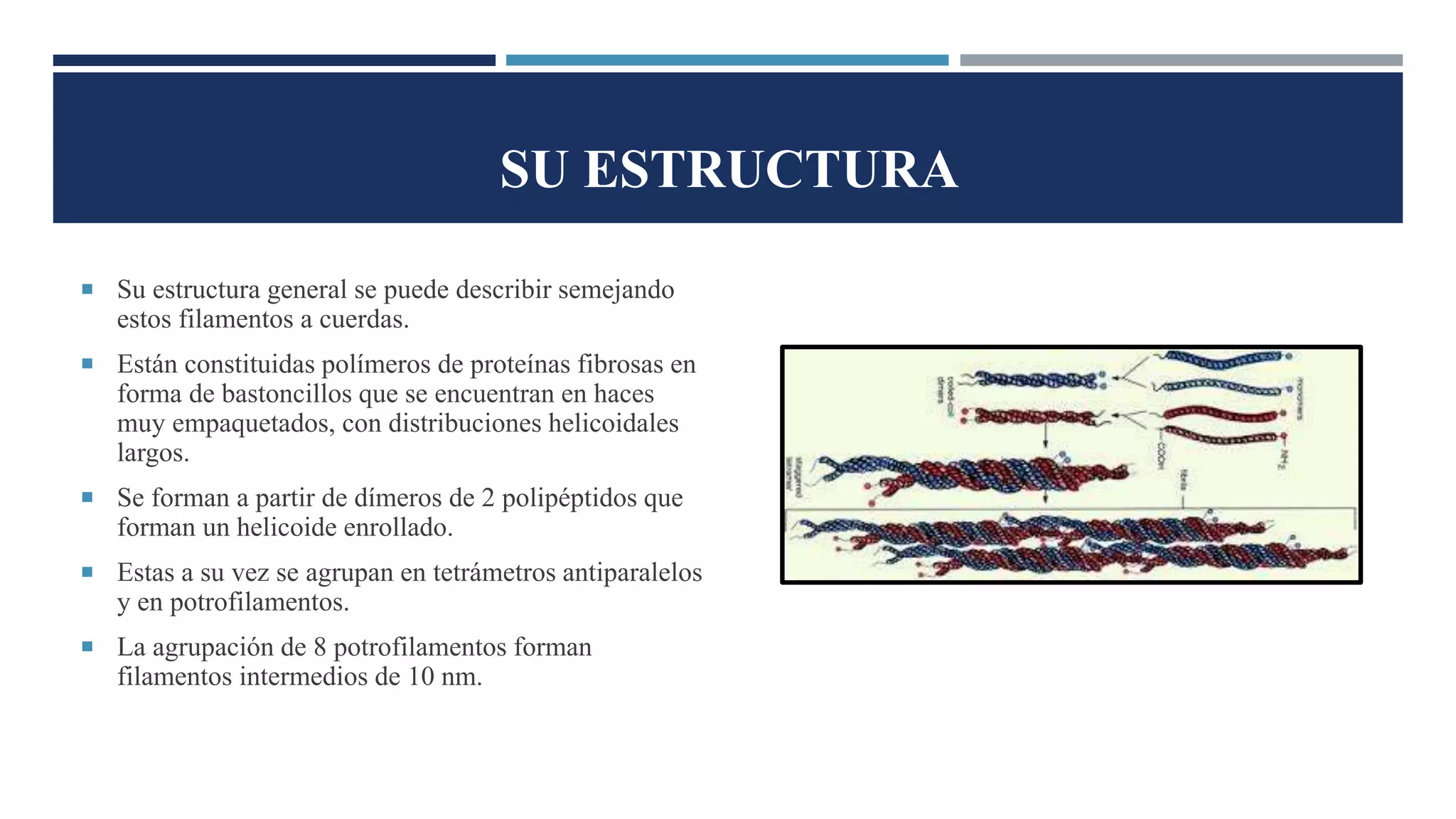 Filamentos intermedios | PPT