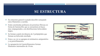 Filamentos intermedios | PPTX