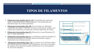 Filamentos intermedios | PPTX