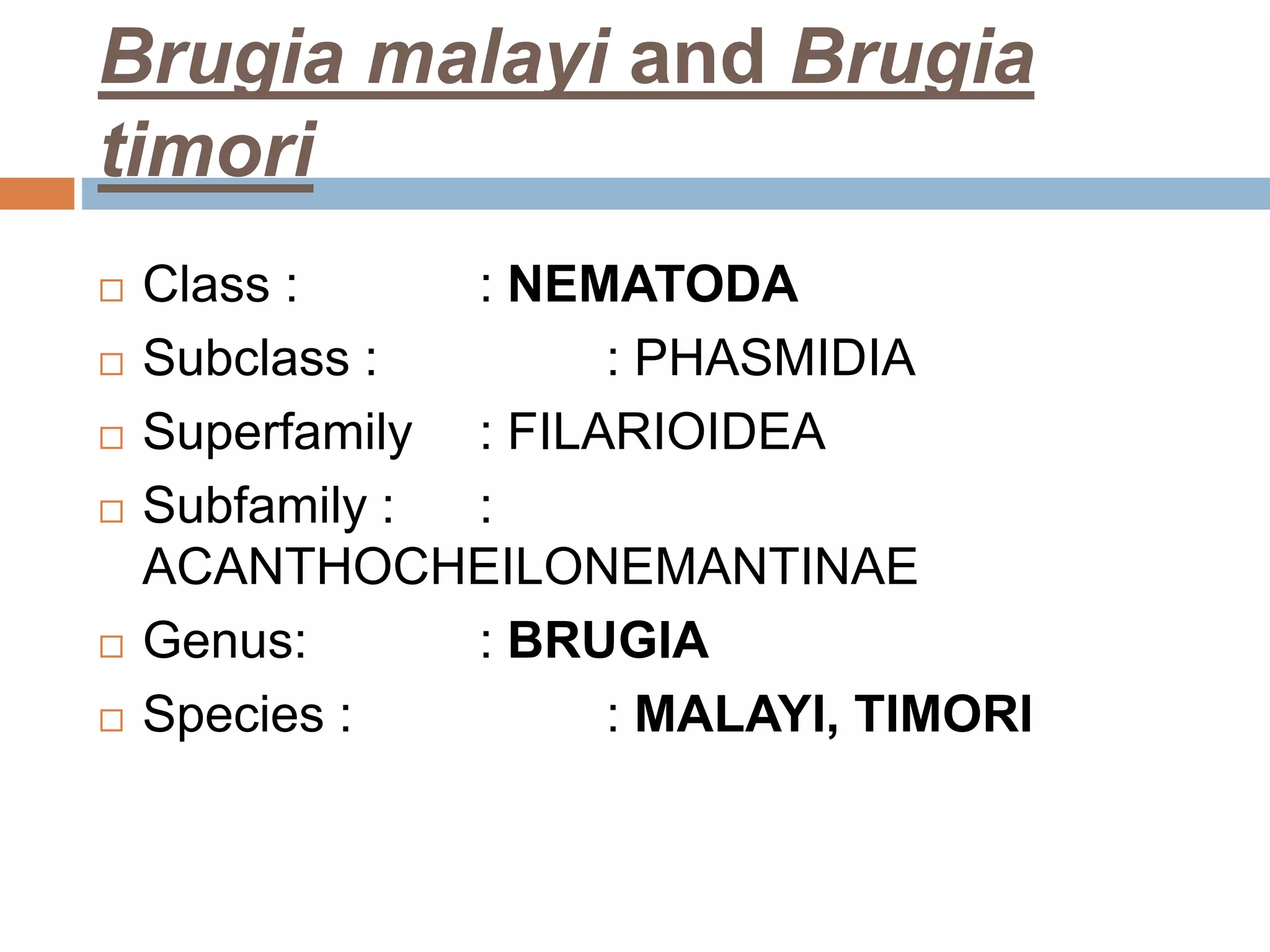 Filaria microbiology | PPTX