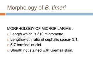 Filaria microbiology | PPTX