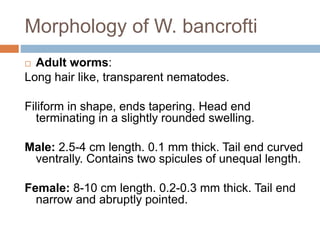 Filaria microbiology | PPTX