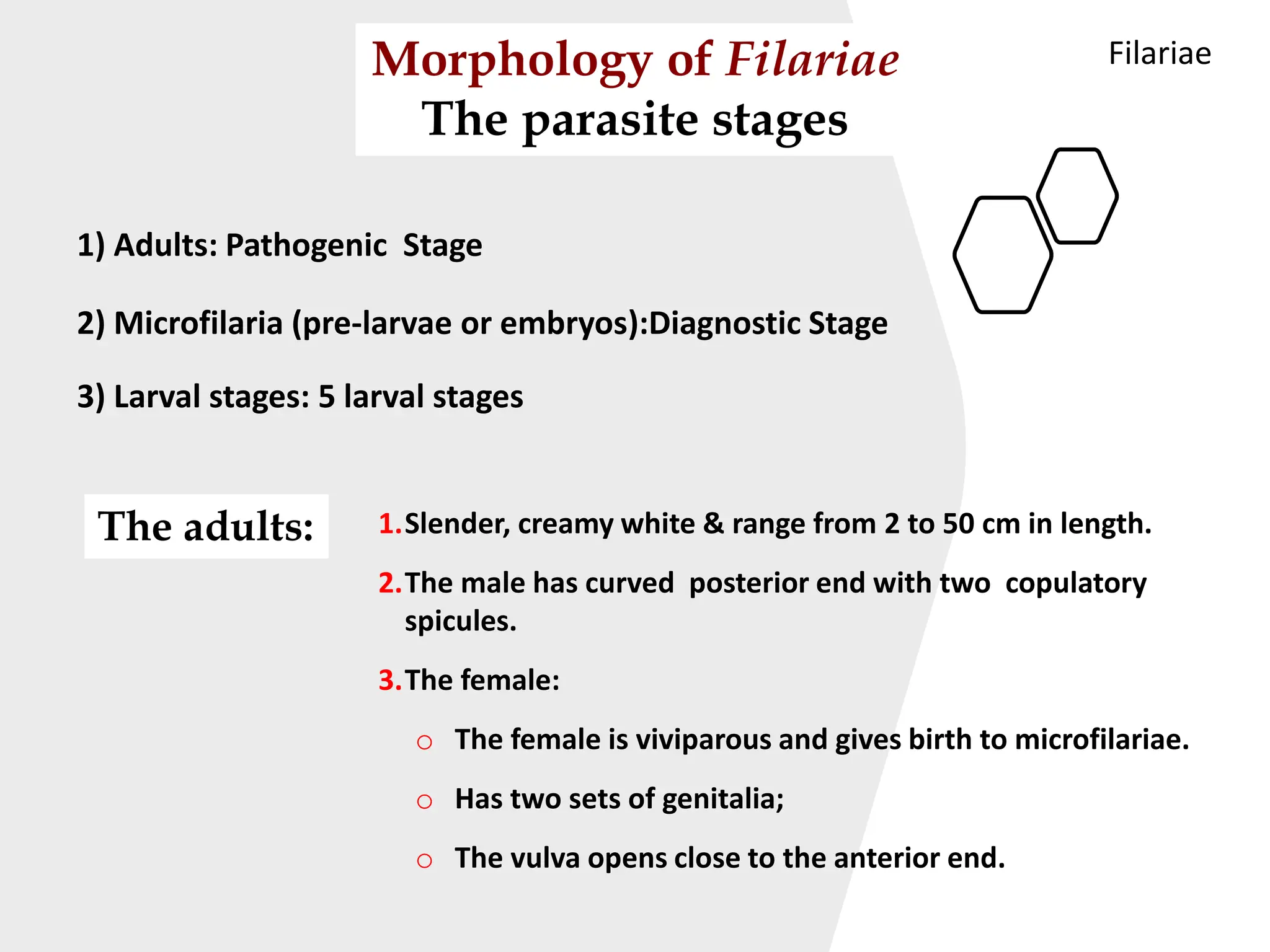 Filariae species & Lymphatic filariasis.pptx