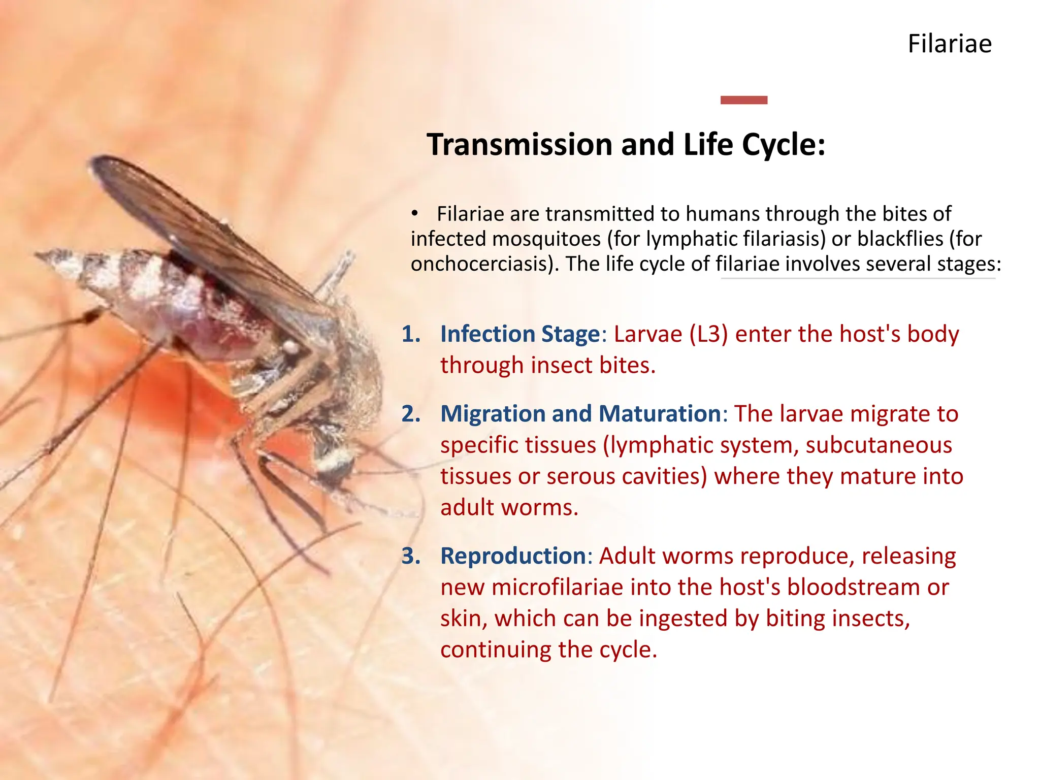Filariae species & Lymphatic filariasis.pptx