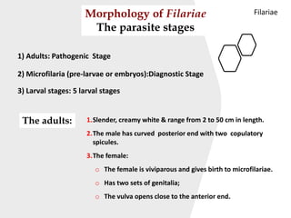 Filariae species & Lymphatic filariasis.pptx