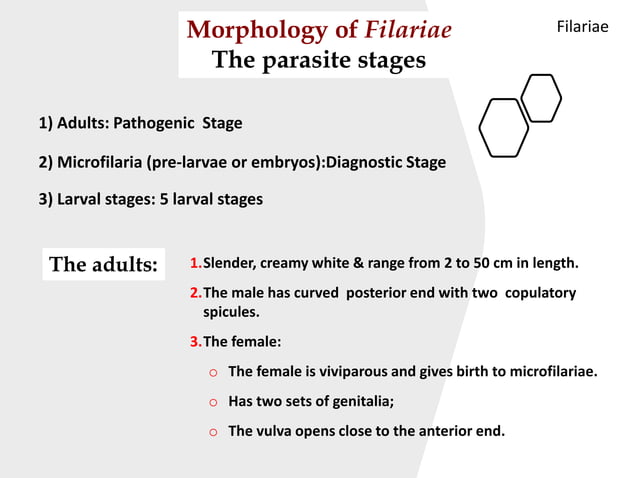 Filariae species & Lymphatic filariasis.pptx