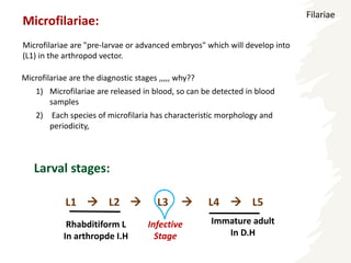 Filariae species & Lymphatic filariasis.pptx