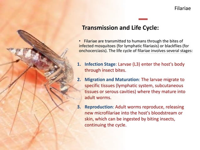 Filariae species & Lymphatic filariasis.pptx