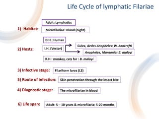 Filariae species & Lymphatic filariasis.pptx