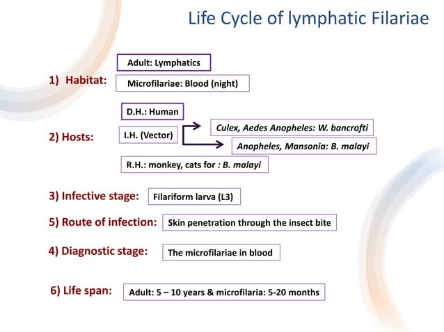 Filariae species & Lymphatic filariasis.pptx