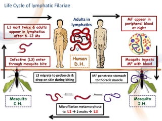 Filariae species & Lymphatic filariasis.pptx