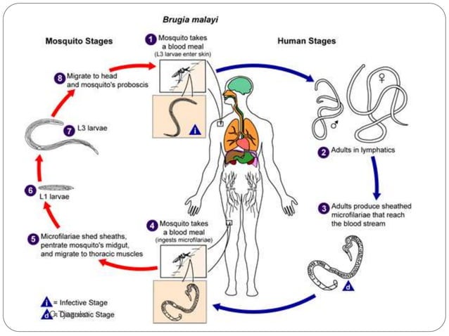 Other Filarial Worms | PPTX | Infectious Diseases | Diseases and Conditions