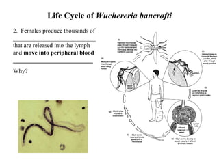 Filarial Worms Life Cycle