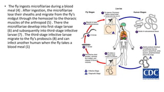 Filaria part 1 | PPTX