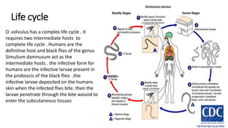 Filaria part 1 | PPTX