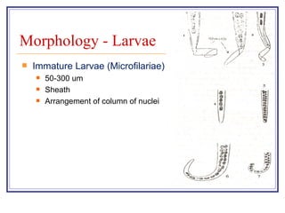 Filariasis | PPT