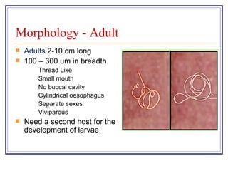Filariasis | PPT