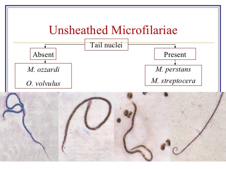 Filariasis