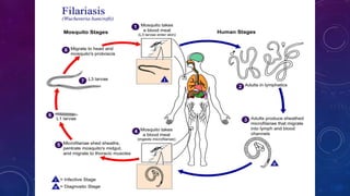 Filariasis and Fascioliasis | PPT