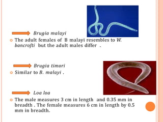 filariasis.pptx | Infectious Diseases | Diseases and Conditions