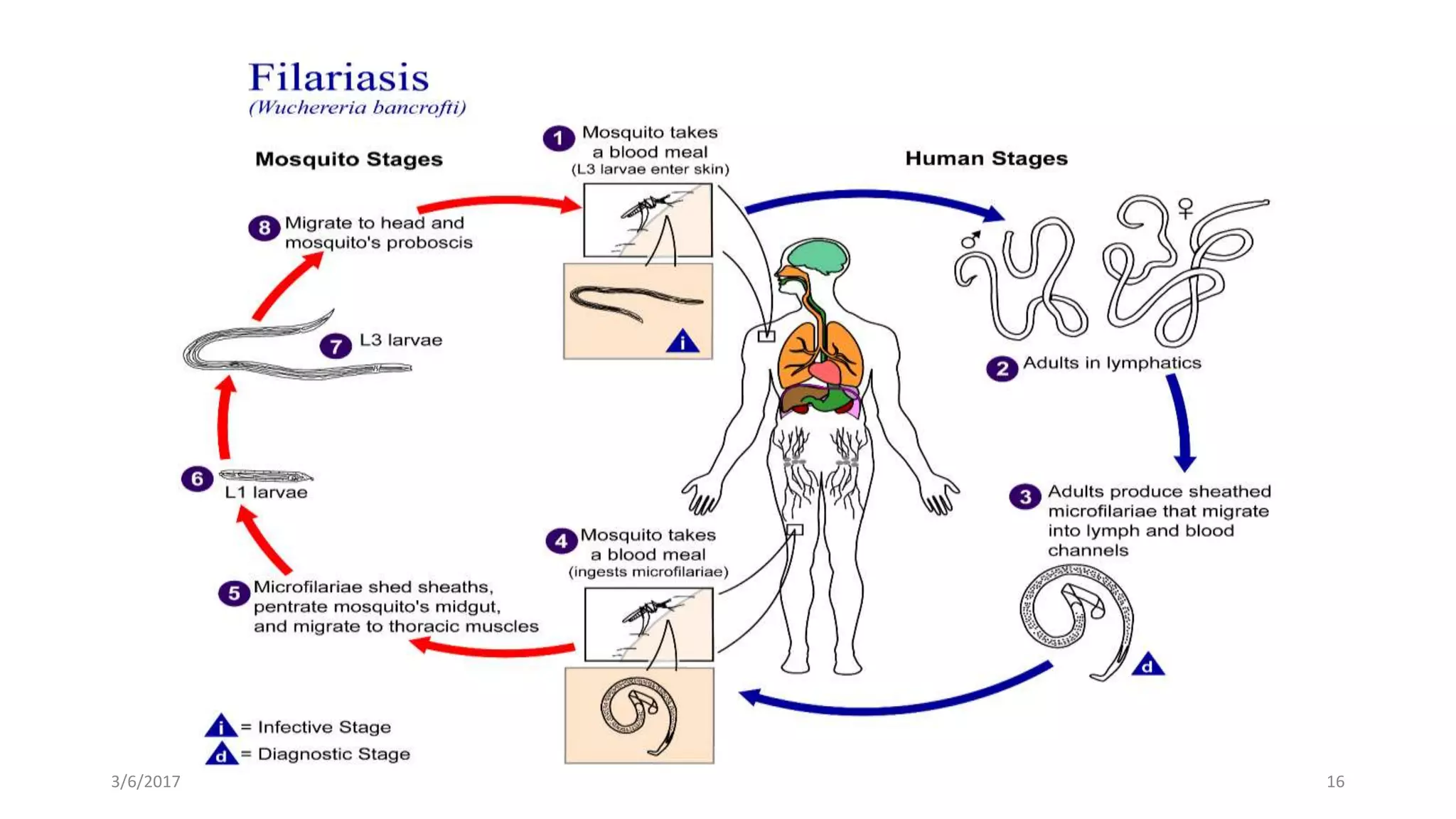 Filariasis | PPTX