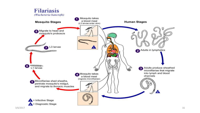 Filariasis | PPTX | Infectious Diseases | Diseases and Conditions