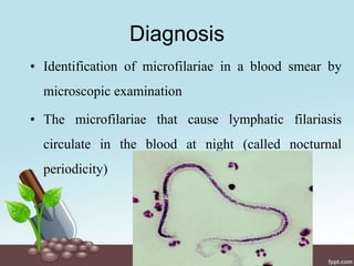 Filariasis | PPTX