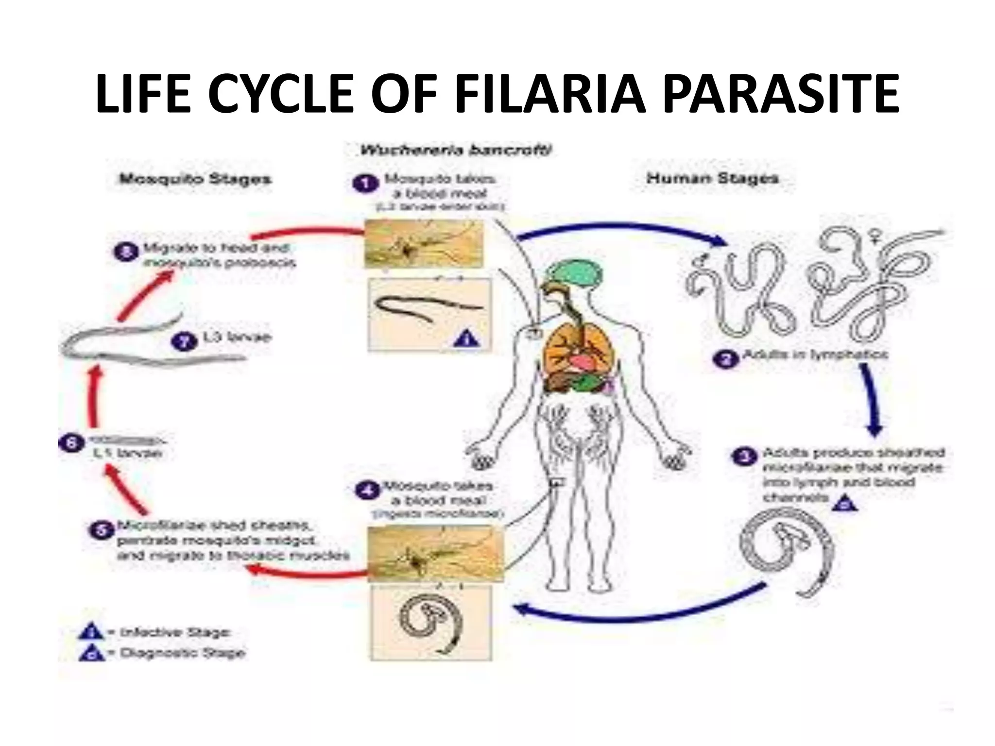 FILARIASIS CONTROL PROGRAMME-INDIA | PPTX