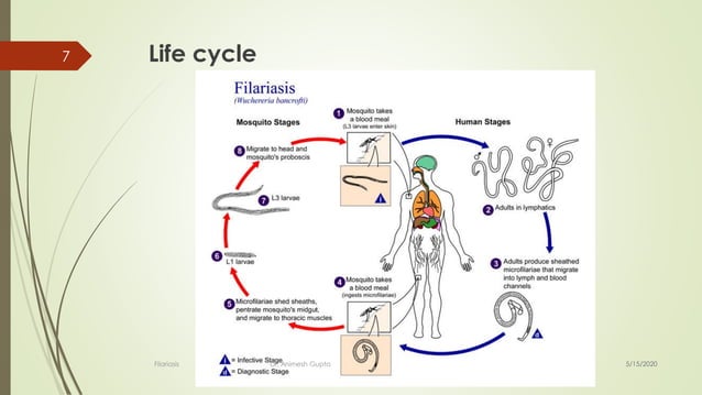Filariasis | PDF | Infectious Diseases | Diseases and Conditions