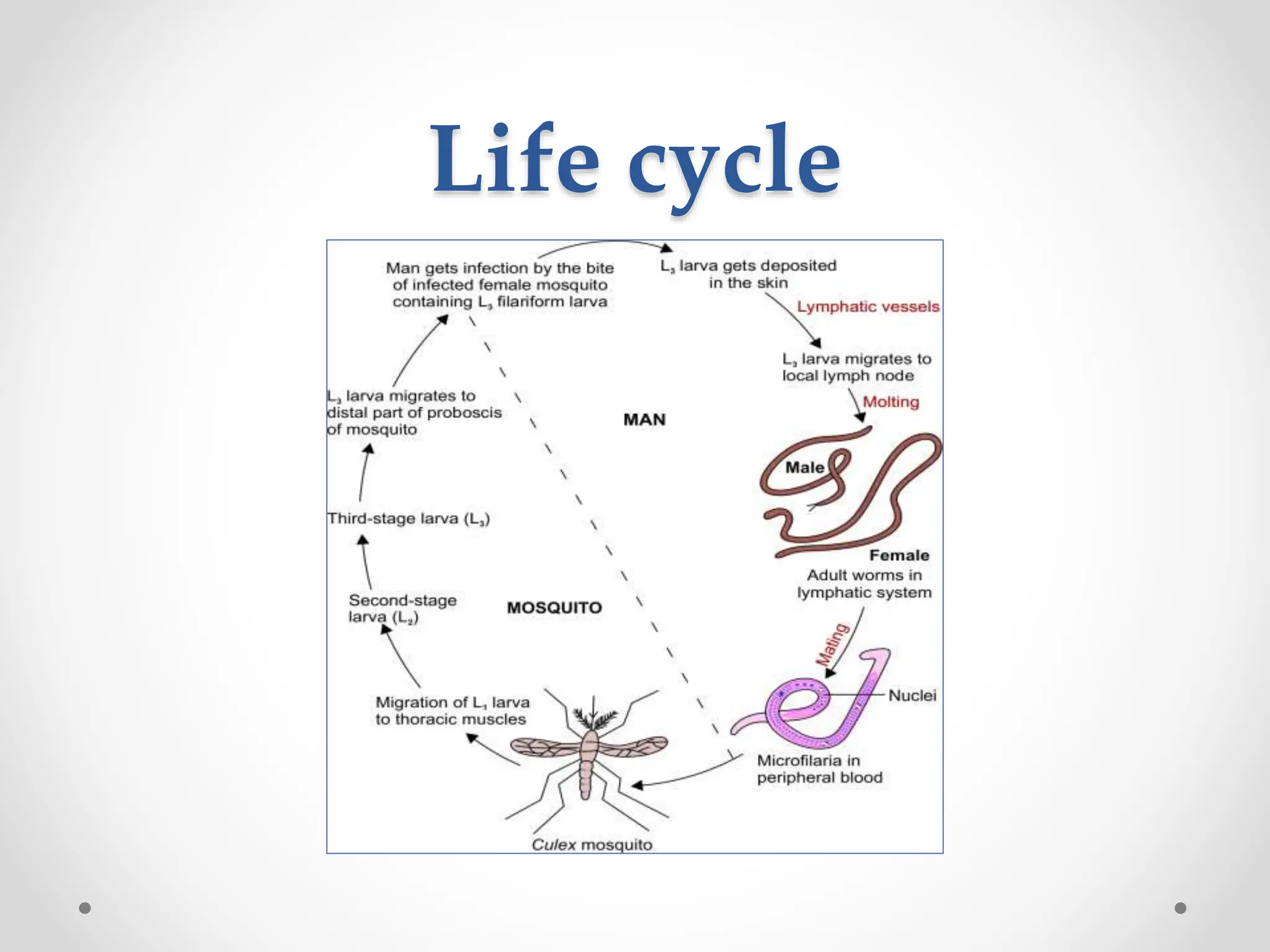 FILARIASIS AIIMS Rishikesh Micro Biology.pptx