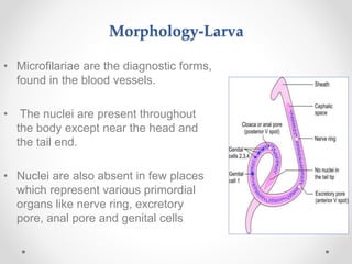 FILARIASIS AIIMS Rishikesh Micro Biology.pptx