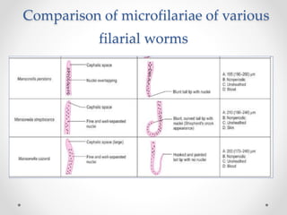FILARIASIS AIIMS Rishikesh Micro Biology.pptx